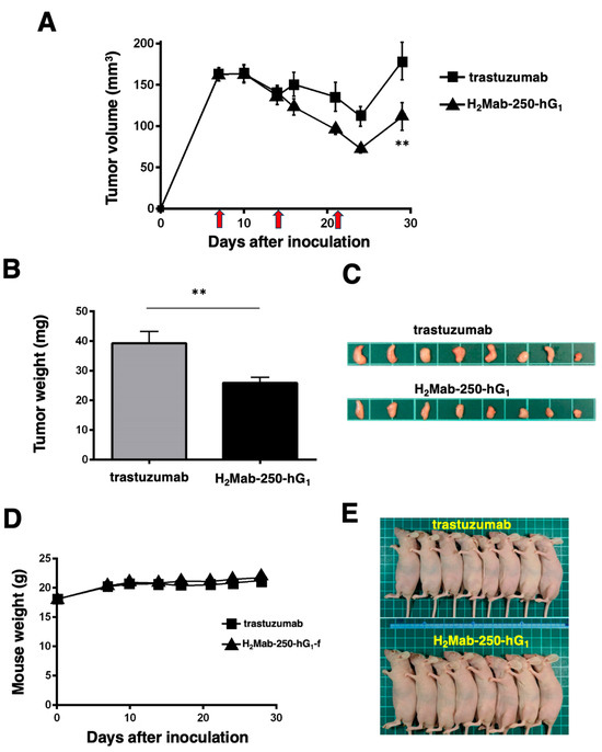 Anti-HER2 Cancer-Specific mAb, H2Mab-250-hG1, Possesses Higher ...