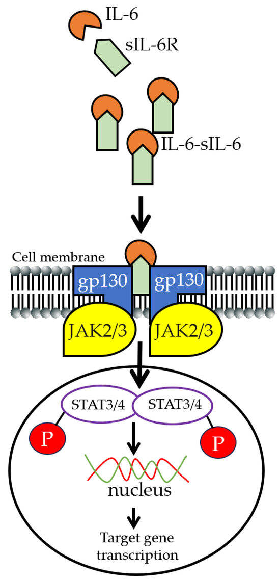 Obesity Arrhythmias: Role of IL-6 Trans-Signaling