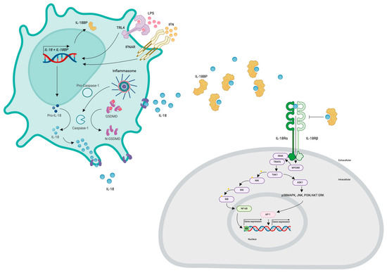 A Narrative Review of the IL-18 and IL-37 Implications in the ...