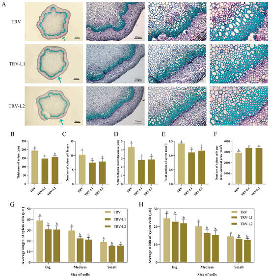 Identification and Functional Studies on the Role of PlSPL14 in ...