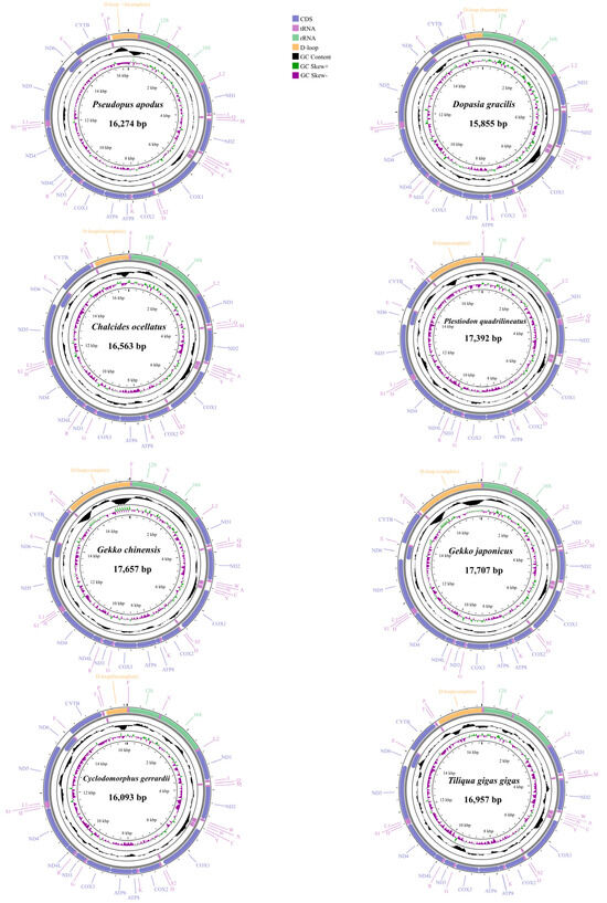 The Phylogenetic Relationships of Major Lizard Families Using Mitochondrial Genomes and ...