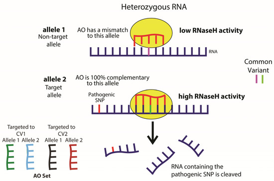 Allele-Selective Thiomorpholino Antisense Oligonucleotides as a ...
