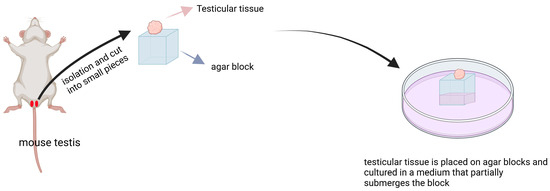 Recent Progress of Induced Spermatogenesis In Vitro