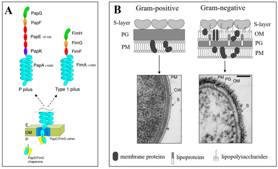 The Role of Proteomics in Identification of Key Proteins of Bacterial ...