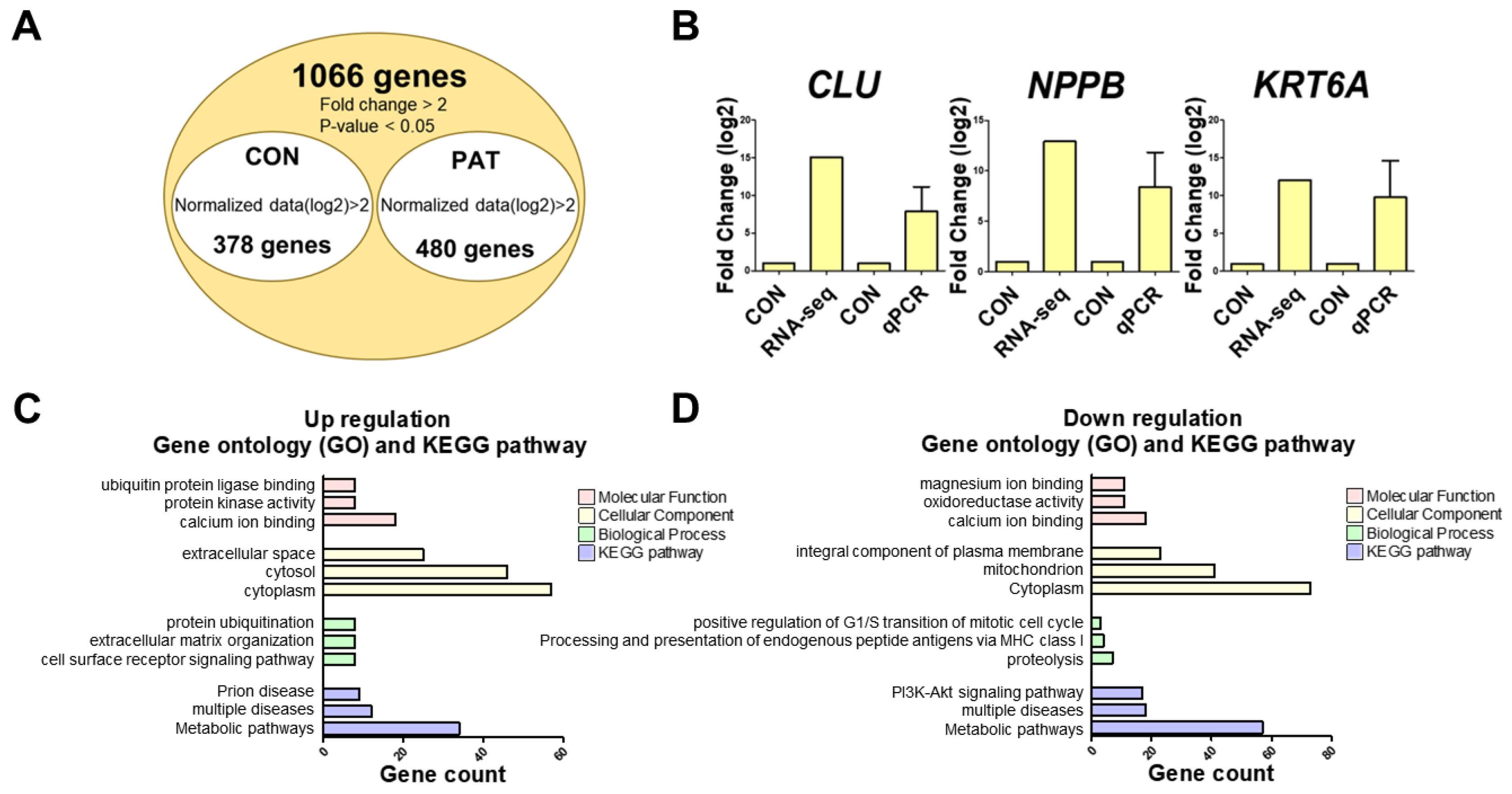 IJMS | Free Full-Text | 10-Eicosanol Alleviates Patulin-Induced Cell ...