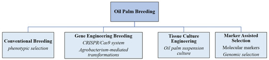 Unveiling the Secrets of Oil Palm Genetics: A Look into Omics Research