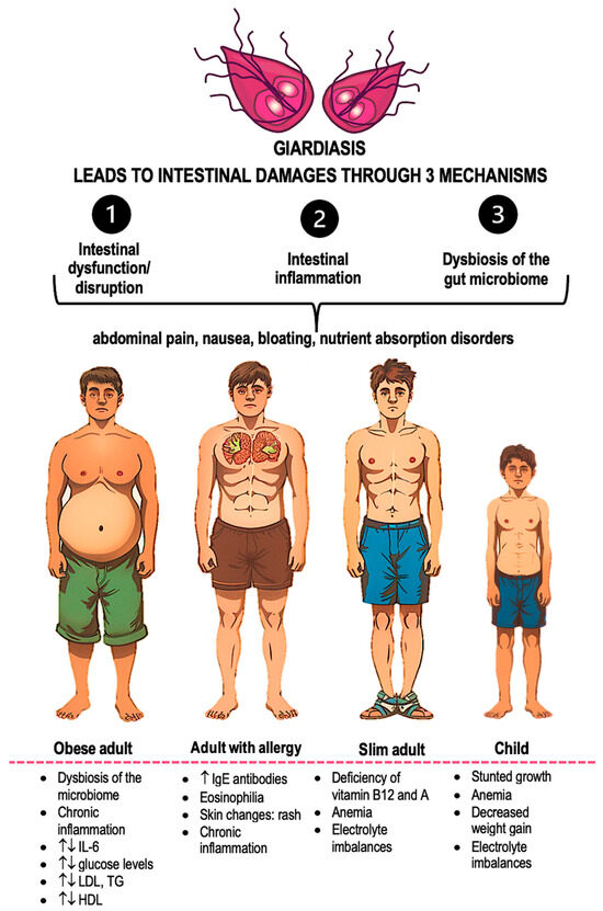 The Influence of the Protozoan Giardia lamblia on the Modulation of the ...