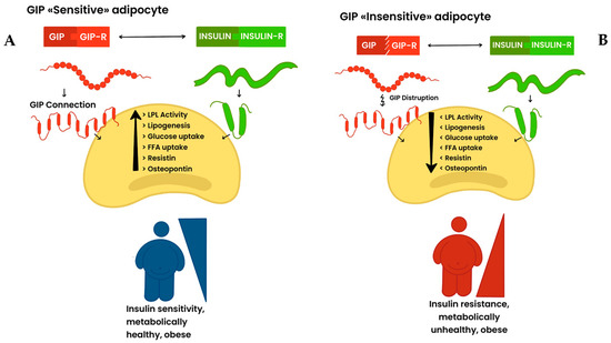 Adipose Tissue: A Novel Target of the Incretin Axis? A Paradigm Shift ...
