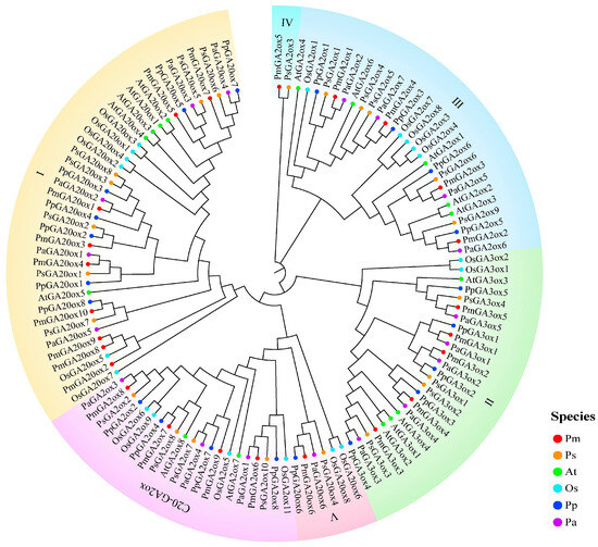 Genome-Wide Analysis of the Gibberellin-Oxidases Family Members in Four ...