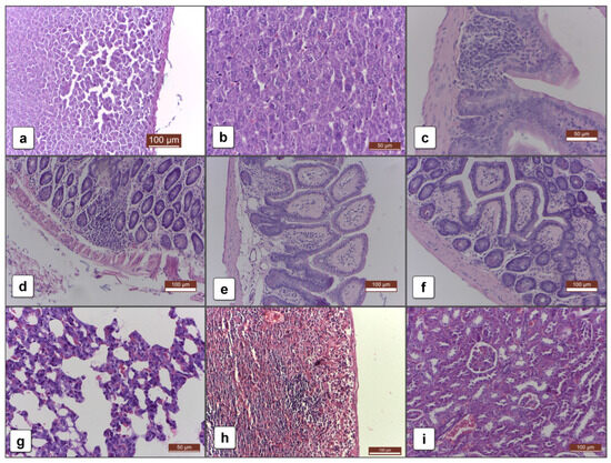 Long-Term Oral Administration of Hyperimmune Egg-Based IgY-Rich ...