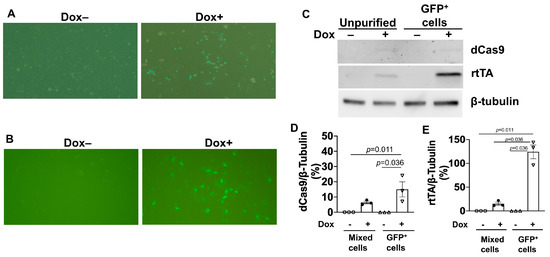 Doxycycline-Mediated Control of Cyclin D2 Overexpression in Human ...