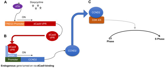 Doxycycline-Mediated Control of Cyclin D2 Overexpression in Human ...