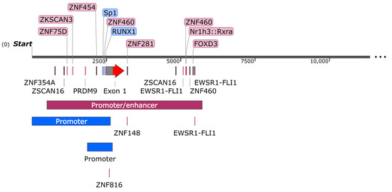 The Human OCTN Sub-Family: Gene and Protein Structure, Expression, and ...