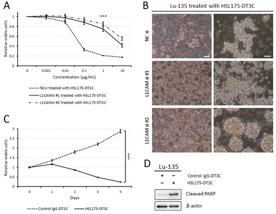 A Newly Developed Anti-L1CAM Monoclonal Antibody Targets Small Cell ...
