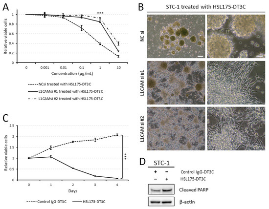 A Newly Developed Anti-L1CAM Monoclonal Antibody Targets Small Cell ...