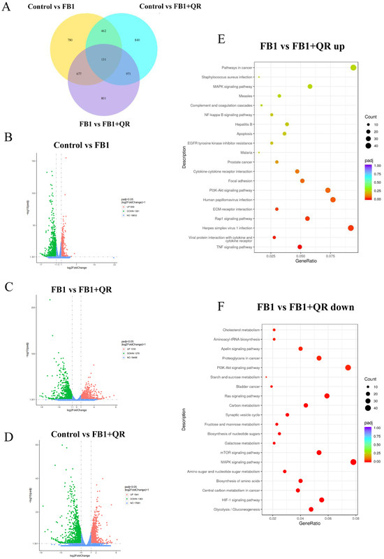The Protective Effect of Quercetin against the Cytotoxicity Induced by ...