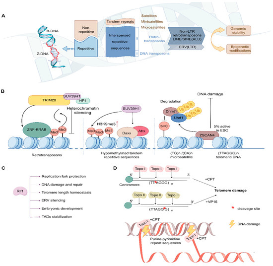Repetitive Sequence Stability in Embryonic Stem Cells