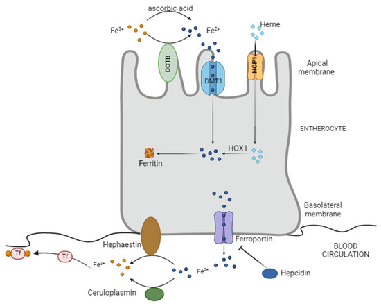 Ferroptosis—A Shared Mechanism for Parkinson’s Disease and Type 2 Diabetes