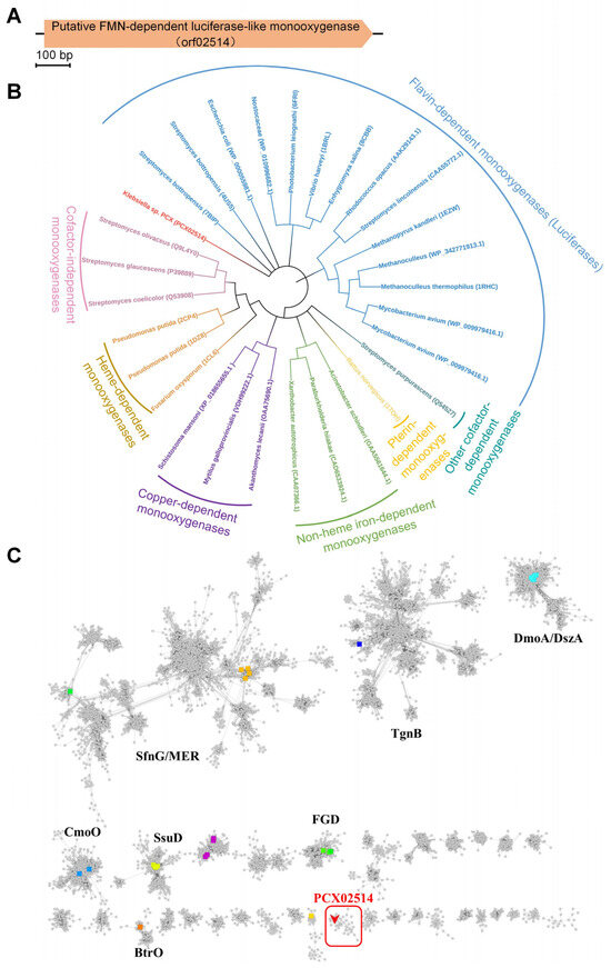 Structural and Mechanistic Insights into a Novel Monooxygenase for Poly ...