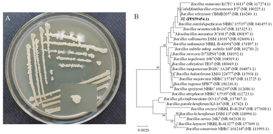 Antagonistic Strain Bacillus velezensis JZ Mediates the Biocontrol of ...