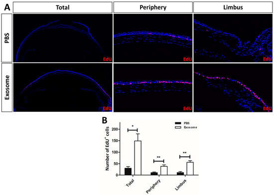 Exosomes from Human iPSC-Derived Retinal Organoids Enhance Corneal ...