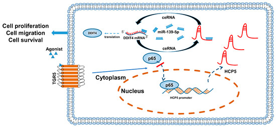 Activation of the G Protein-Coupled Bile Acid Receptor TGR5 Modulates ...