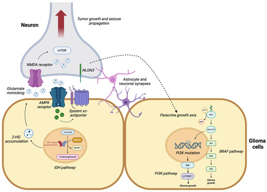 Gliomagenesis, Epileptogenesis, and Remodeling of Neural Circuits ...