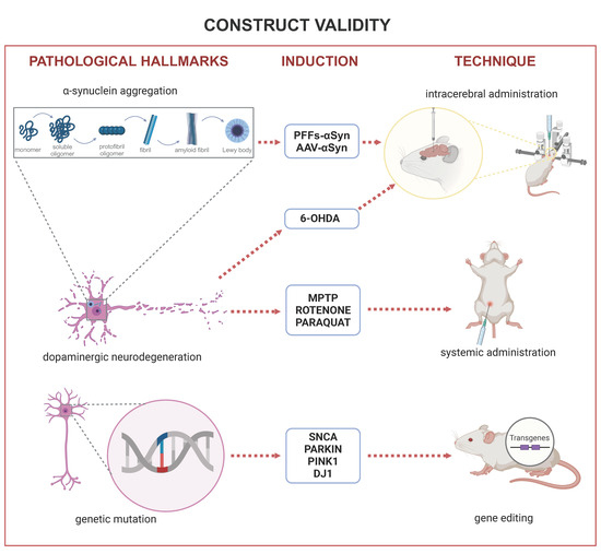 Construct, Face, and Predictive Validity of Parkinson’s Disease Rodent ...