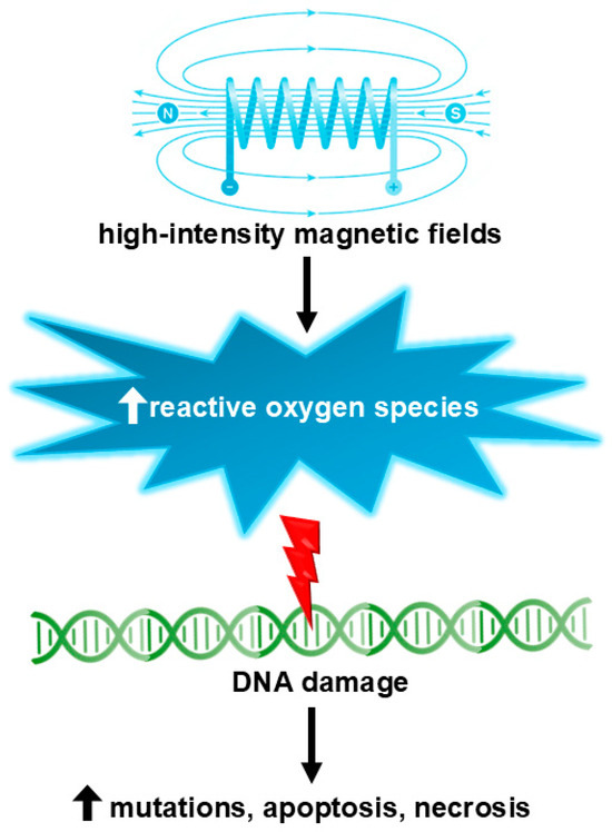 Cellular and Molecular Effects of Magnetic Fields