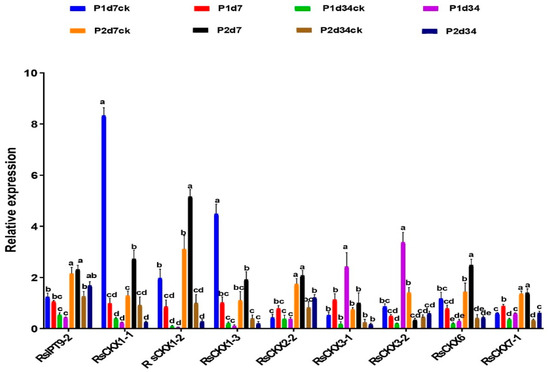 Genome-Wide Identification, Expression, and Protein Analysis of CKX and ...