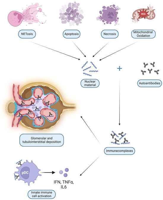 Lupus Nephritis from Pathogenesis to New Therapies: An Update