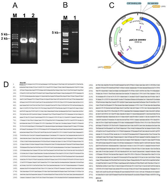 Development and Evaluation of a Shrimp Virus (IHHNV)-Mediated Gene ...