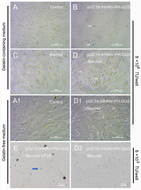 Development and Evaluation of a Shrimp Virus (IHHNV)-Mediated Gene ...