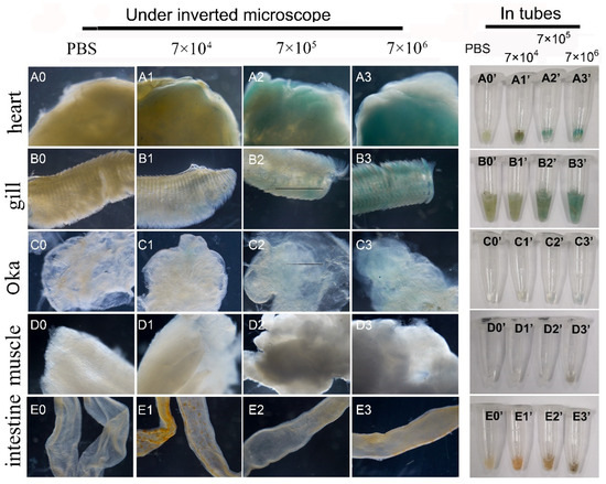 Development and Evaluation of a Shrimp Virus (IHHNV)-Mediated Gene ...