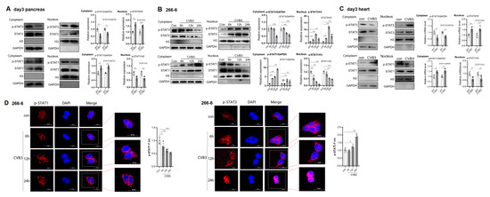 STAT3 Increases CVB3 Replication and Acute Pancreatitis and Myocarditis ...