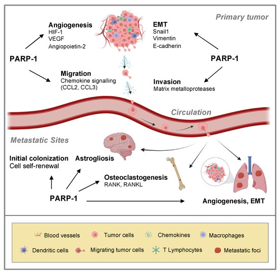 Leveraging PARP-1/2 to Target Distant Metastasis