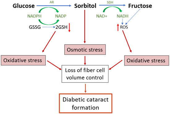 The Synergistic Effects of Polyol Pathway-Induced Oxidative and Osmotic ...