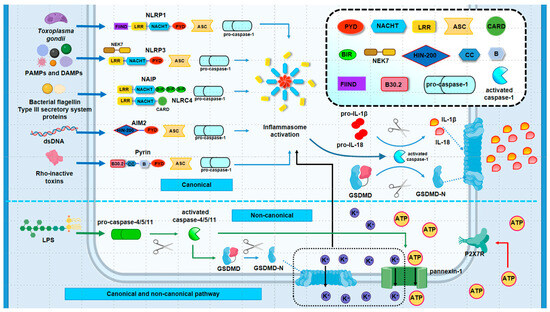 Pyroptosis in Skeleton Diseases: A Potential Therapeutic Target Based ...