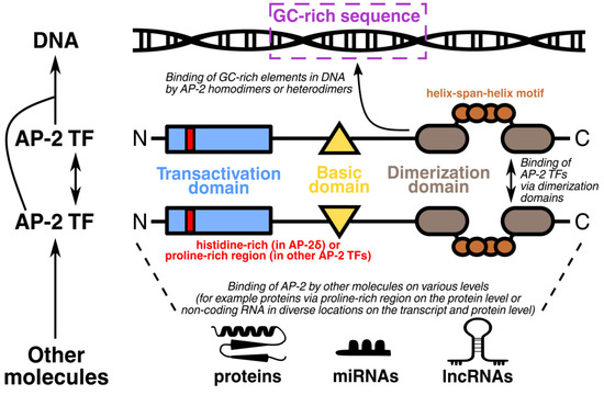 The AP-2 Family of Transcription Factors—Still Undervalued Regulators ...