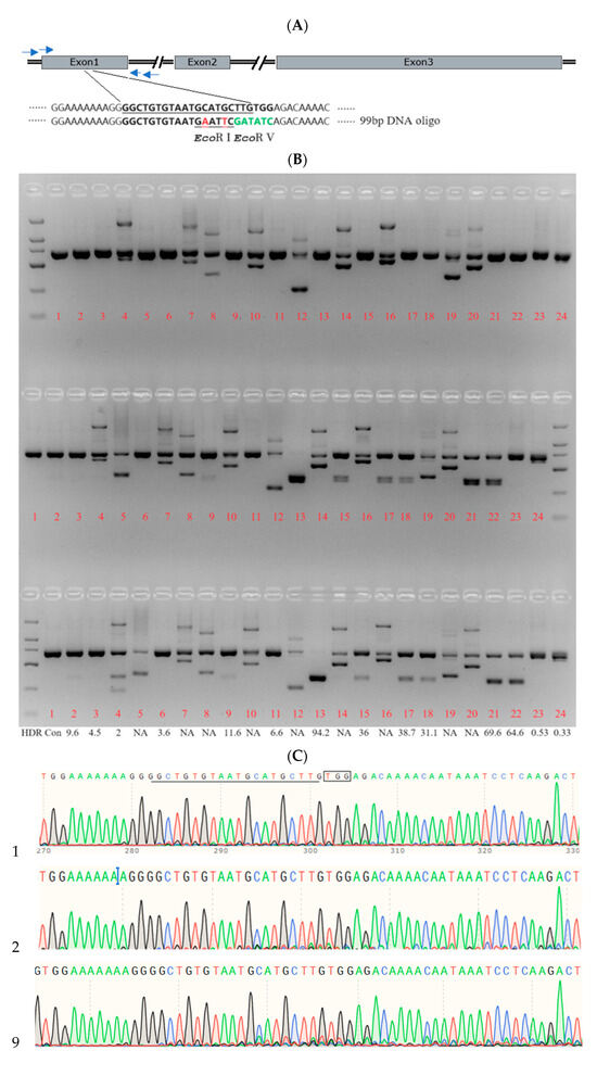 Electroporation Delivery of Cas9 sgRNA Ribonucleoprotein-Mediated ...