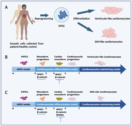 IJMS | Free Full-Text | Differentiation of Sinoatrial-like ...