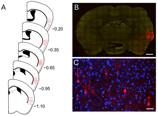 Multiple Posterior Insula Projections to the Brainstem Descending Pain ...