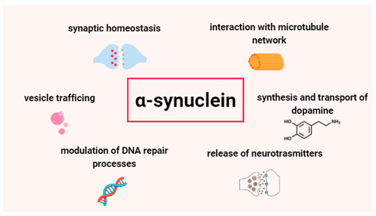 IJMS | Free Full-Text | The Role of α-Synuclein in Etiology of ...