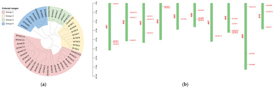 IJMS | Free Full-Text | Systematic Analysis of the BrHAT Gene Family ...