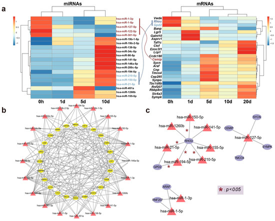 The mRNA and microRNA Landscape of the Blastema Niche in Regenerating ...