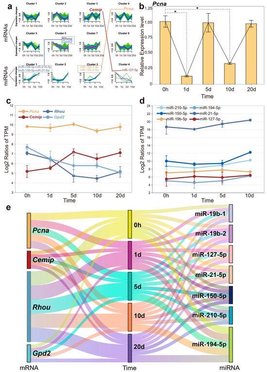 The mRNA and microRNA Landscape of the Blastema Niche in Regenerating ...