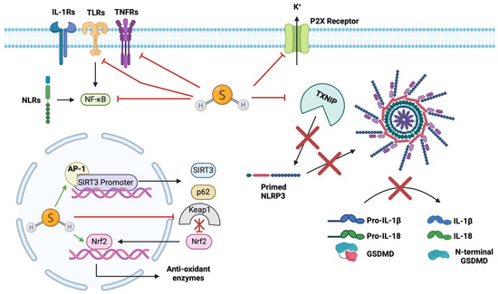 IJMS | Free Full-Text | Inhibitors of NLRP3 Inflammasome Formation: A Cardioprotective Role for ...