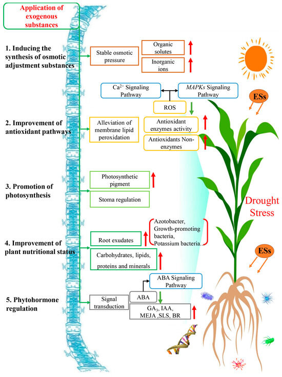 Exogenous Substances Used to Relieve Plants from Drought Stress and ...