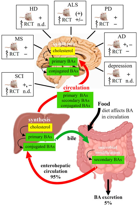 Emerging Roles of Bile Acids and TGR5 in the Central Nervous System: Molecular Functions and ...