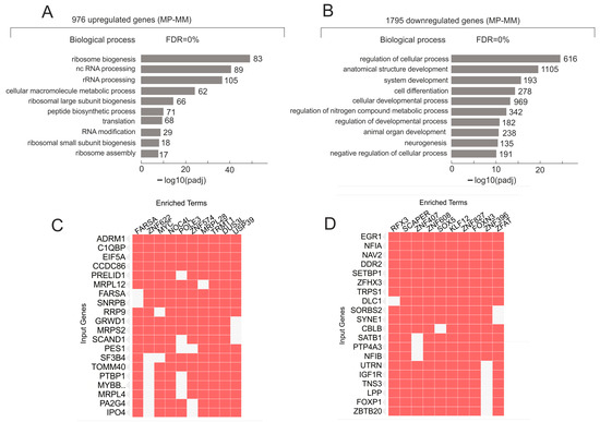 Strong Activation of ID1, ID2, and ID3 Genes Is Coupled with the ...